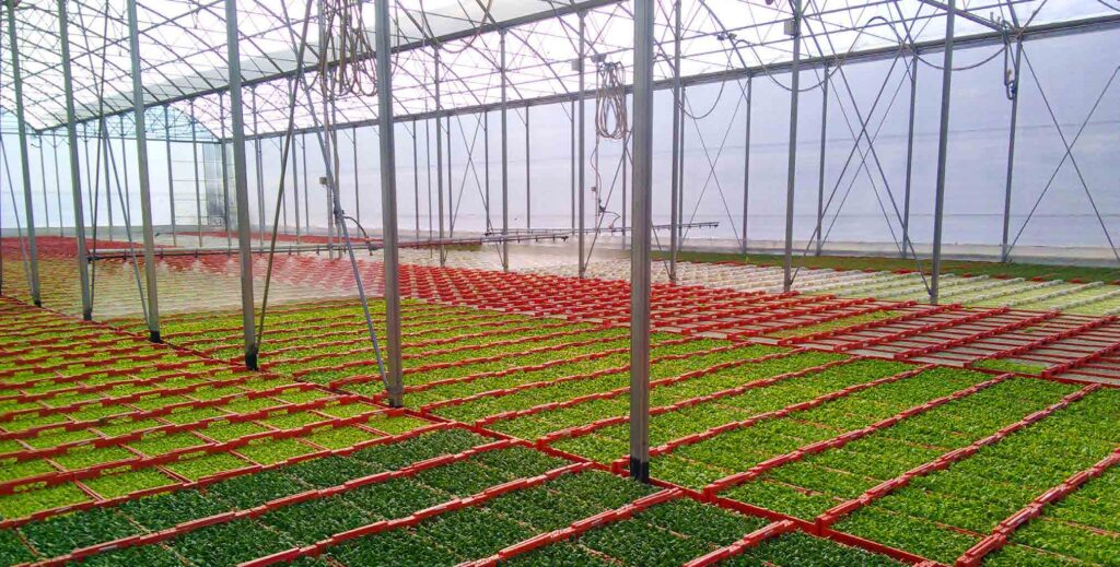 Cellier en images – Cellier Plants